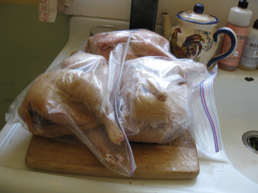 Culling Chickens – LivingSmall