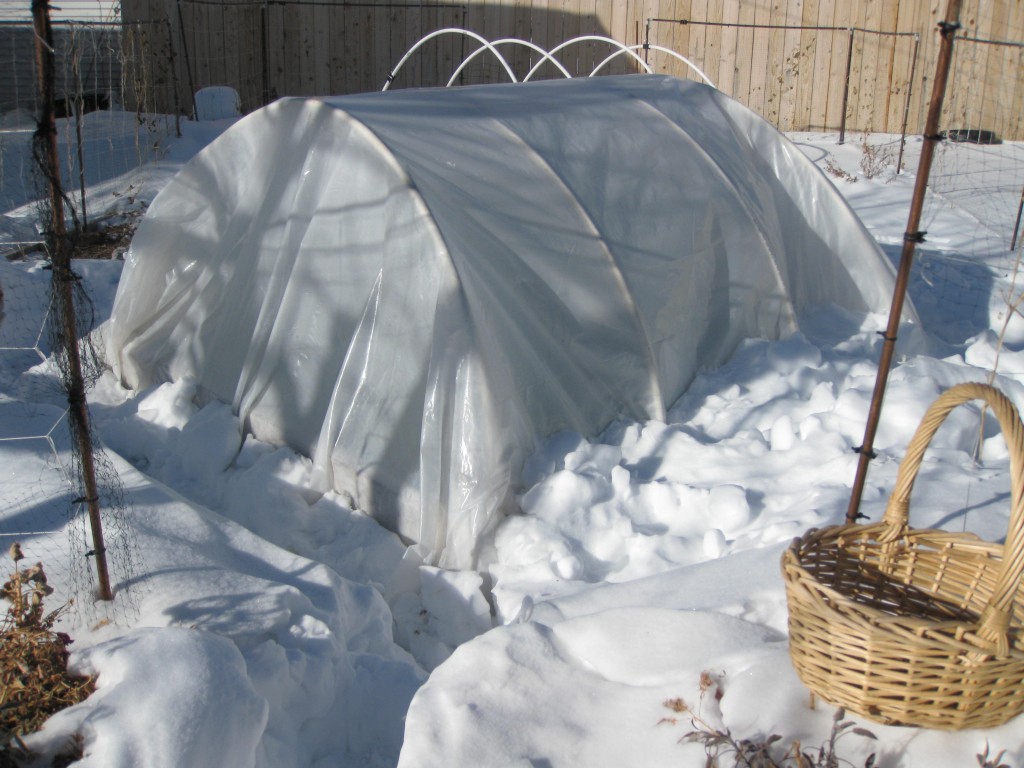 Post-Storm Hoop House Greens! – LivingSmall