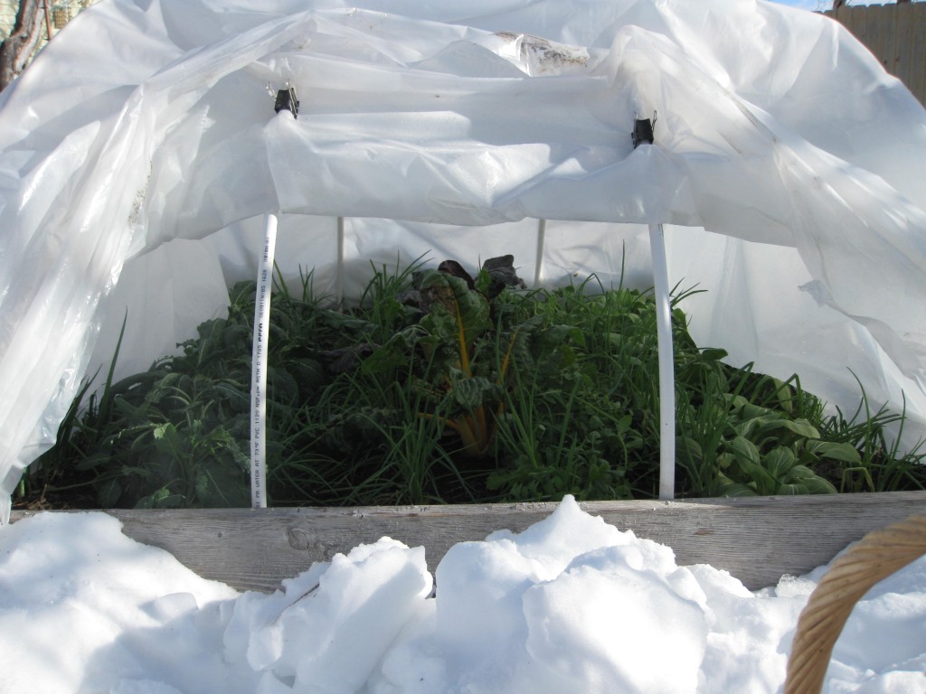 Post-Storm Hoop House Greens! – LivingSmall